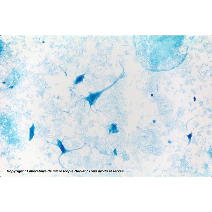 Dissociated neurons, brain smear microscope slide – SMARTQAT