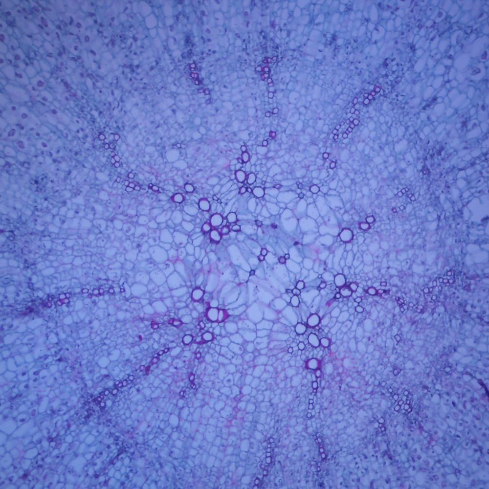 Carrot Root Microscope Slide – SMARTQAT