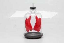 Lung Demonstration Model (Simulation model of breath) نموذج عرض عمل ...