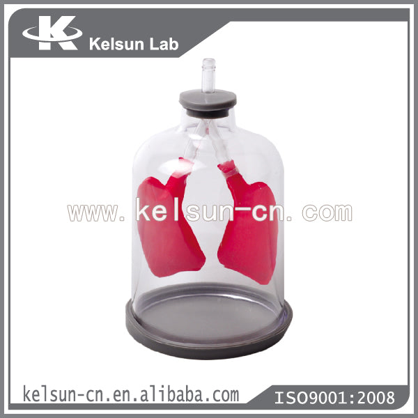 Lung Demonstration Model (Simulation model of breath) نموذج عرض عمل ...