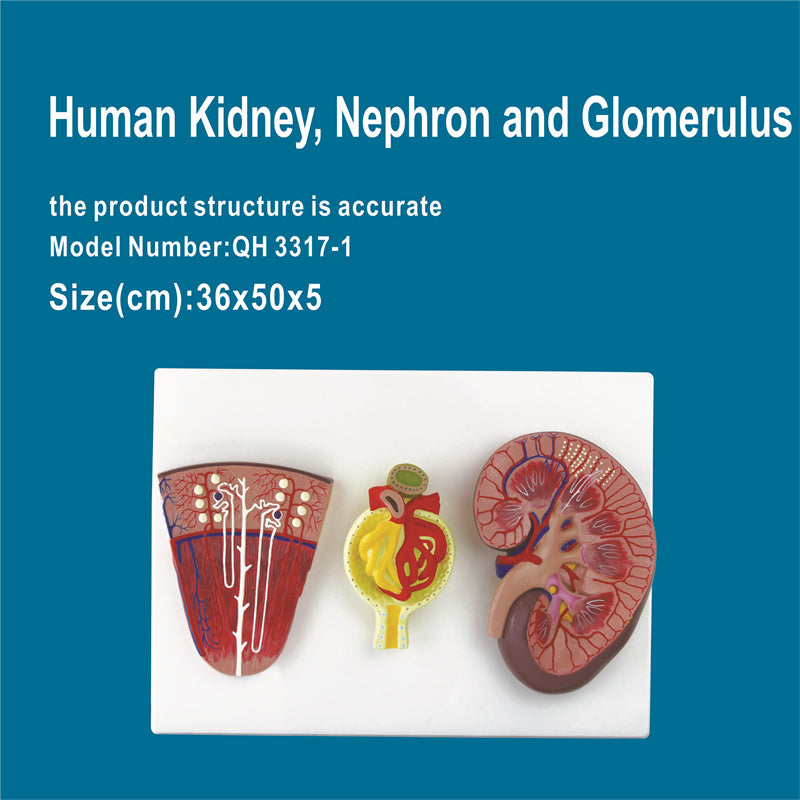 Human Kidney, Nephron and glomerulus model QH3317-1 – SMARTQAT