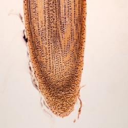 Onion Root Tip Microscope Slides (USA) 302378 شريحة لقمة جذر البصل ...