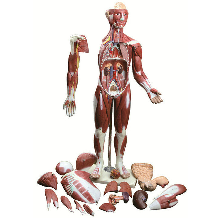 Anthropomorphic Human Body Muscles- 30 parts – SMARTQAT
