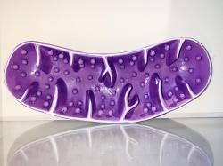 Mega Mitochondria Model QH3224-1 نموذج ميتوكوندريا – SMARTQAT