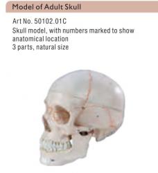 Skull model,with numbers marked to show anatomical location 3 parts ...
