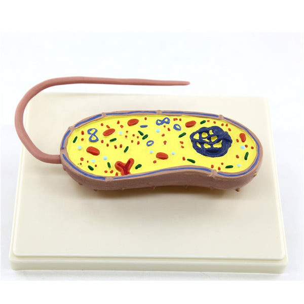 Bacteria Model – SMARTQAT