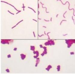 Bacterial Types (Bacillus, Coccus, and Spirillum) Microscope Slide ...