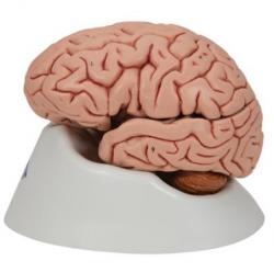 Brain Model with Cerebral Arteries and Nerves Silicone Model – SMARTQAT