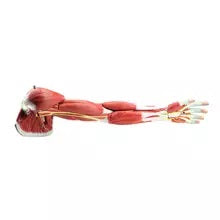 Human Arm Muscles Model 7 Parts Anatomy Model – SMARTQAT