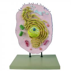 Animal Cell Model – SMARTQAT