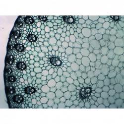 Corn Stalk Microscope Slide – SMARTQAT